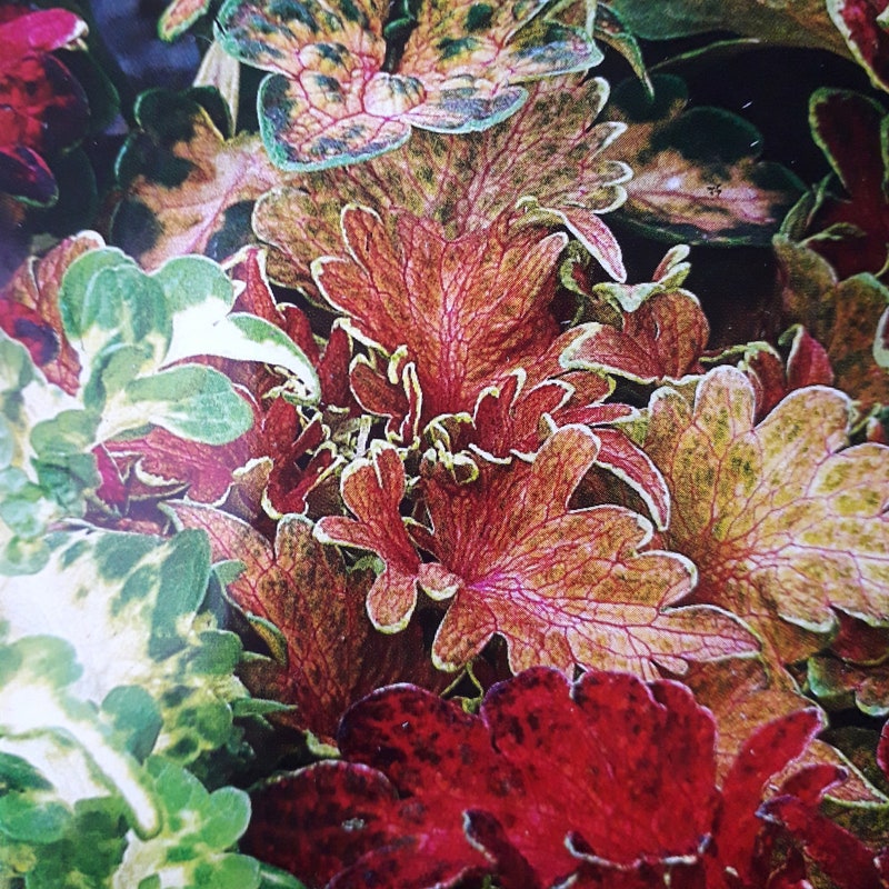 Coleus Seeds - Etsy Sweden