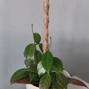 Houseplant Support, Macrame Plant Support, Eco-friendly Plant Support ...