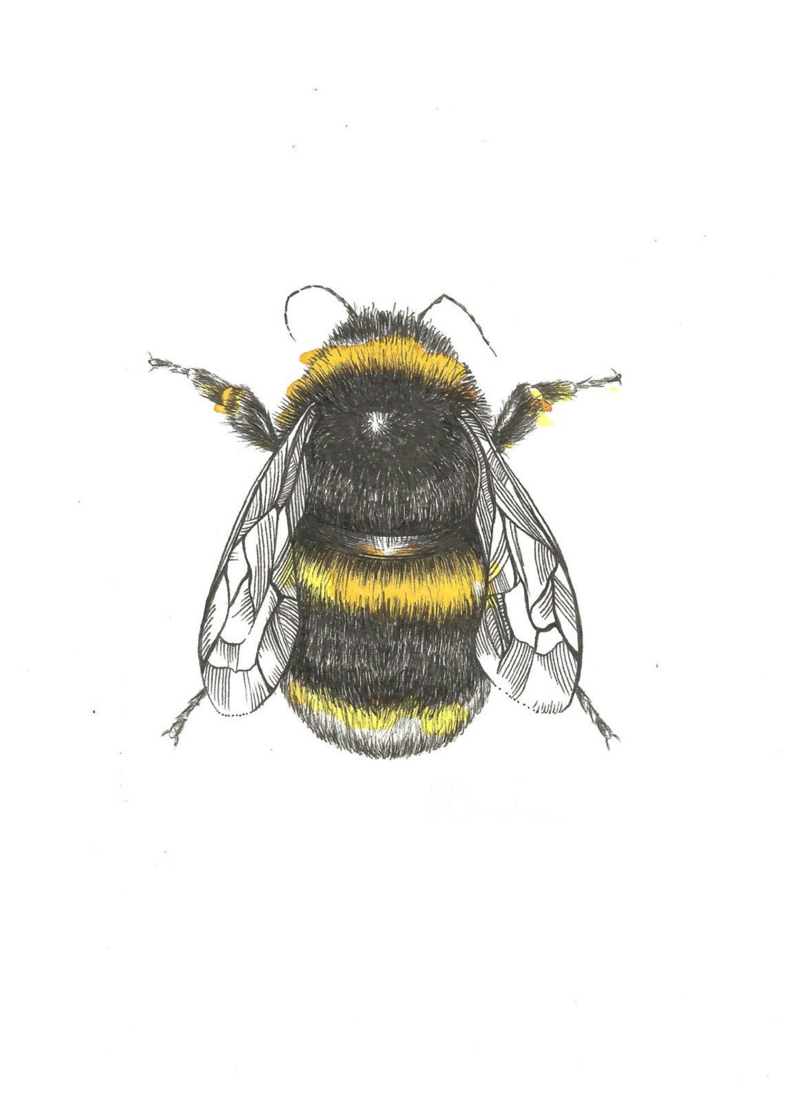 Bumblebee Art Print - Etsy