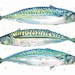 Triple Fish Limited Edition Art Print - Etsy