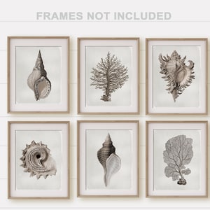 Vintage Shell Prints, Beach House Art, Coastal Art, Prints and Canvas ...