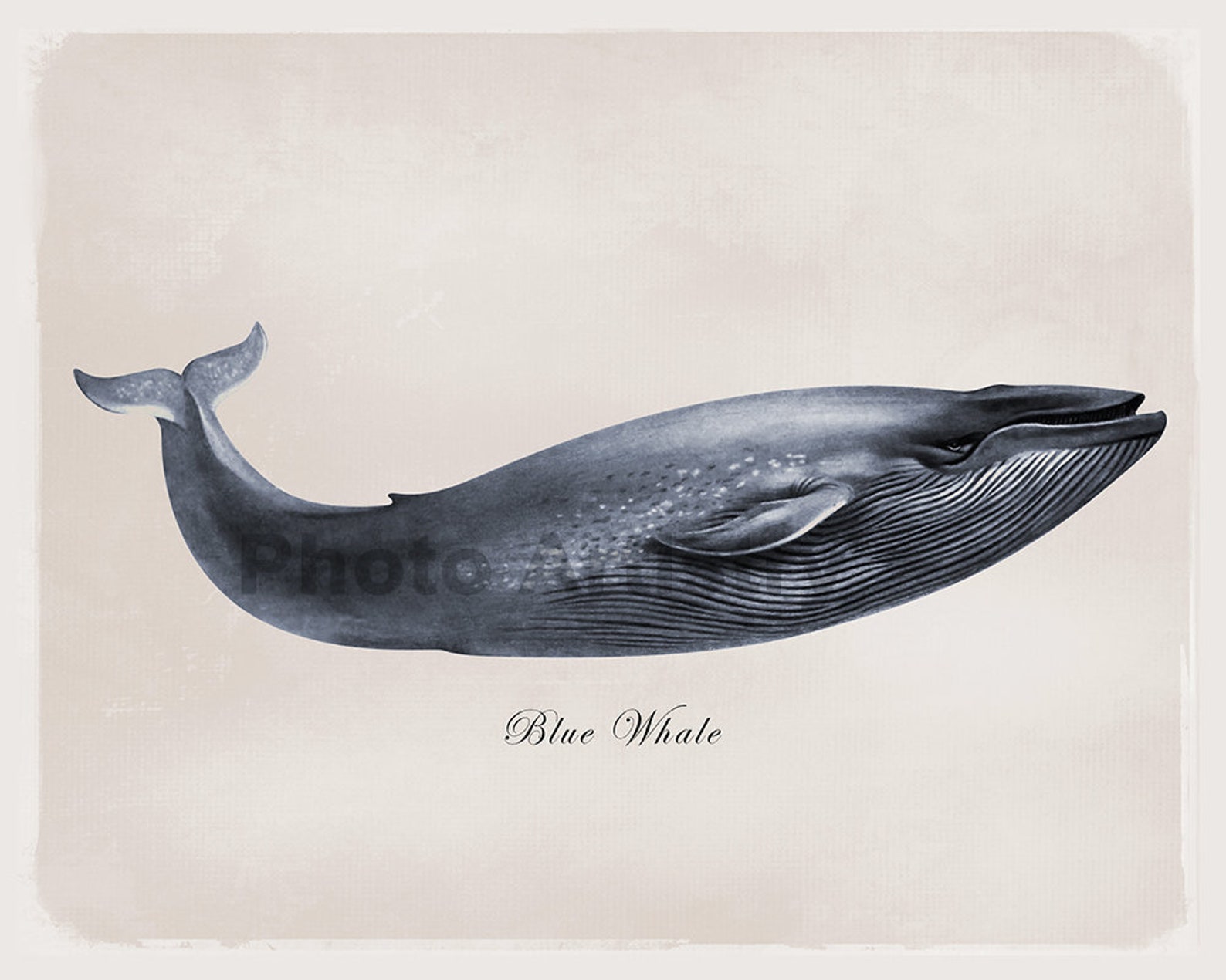 Vintage Whale Prints Beach House Art Coastal Art Prints and - Etsy