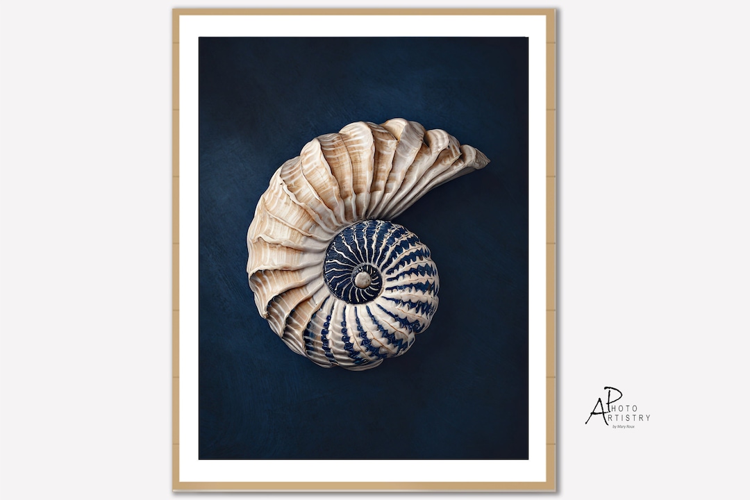 Nautilus Shell Art Print: Coastal Nautical Wall Decor - Etsy