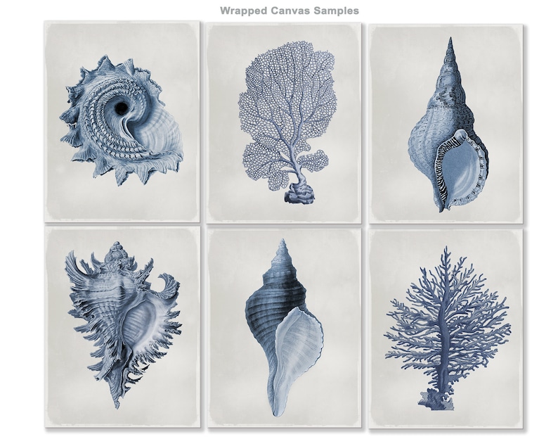 Vintage Shell Prints 11x14 Matted to - Etsy