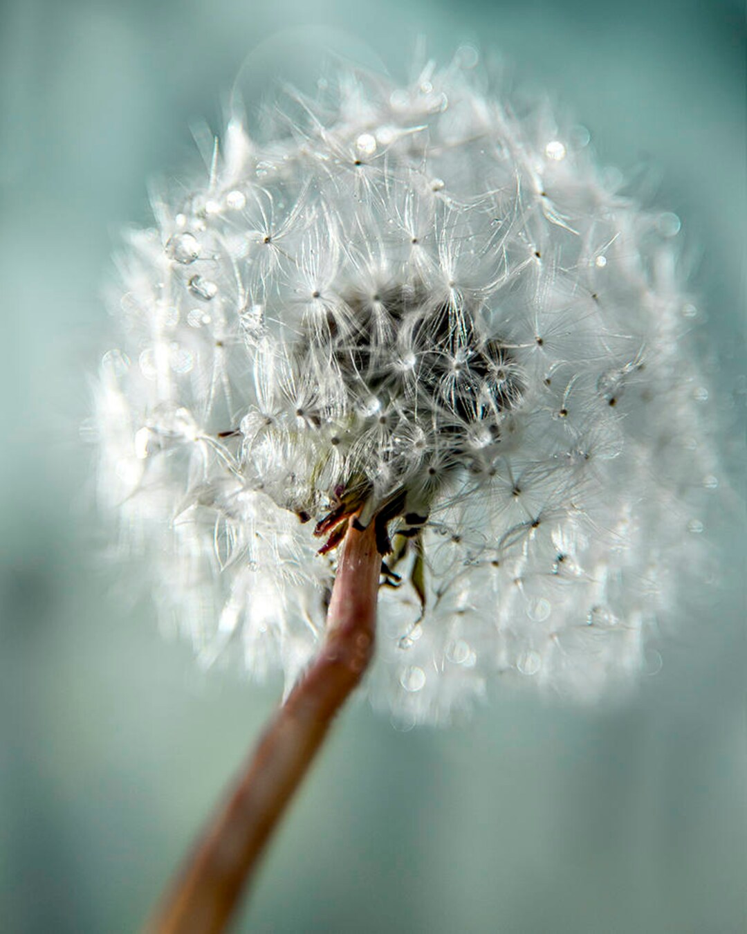 Teal Dandelion Canvas Print: Rustic Cottagecore Wall Art - Etsy