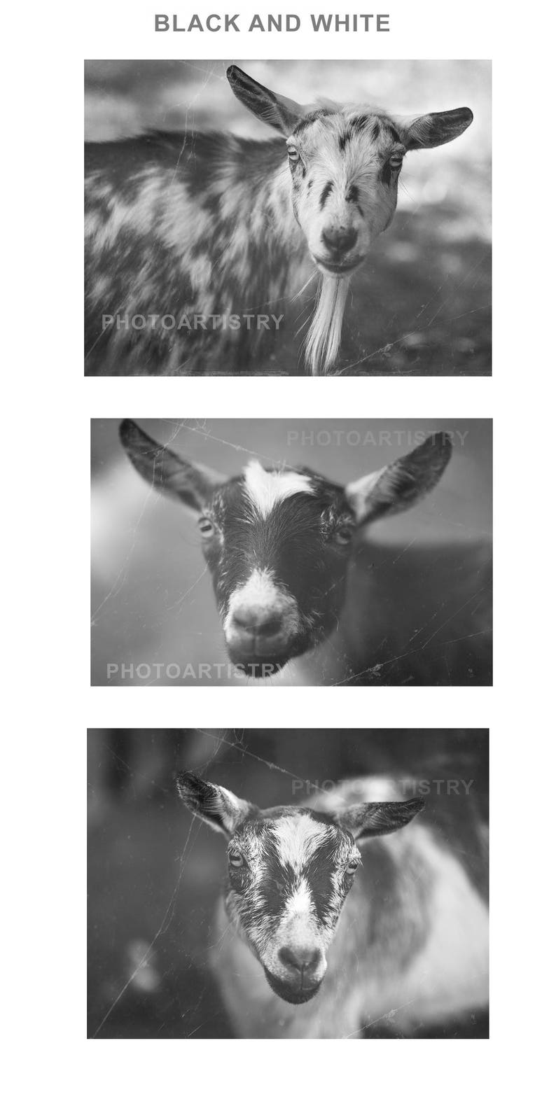 Farmhouse Decor Goats Country Decor Rustic Wall Art - Etsy