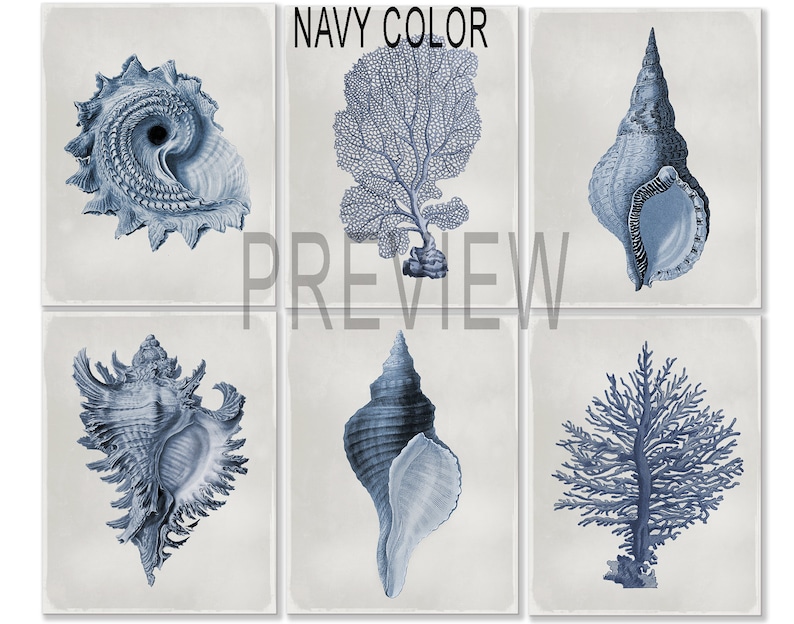 Vintage Shell Prints 11x14 Matted to | Etsy