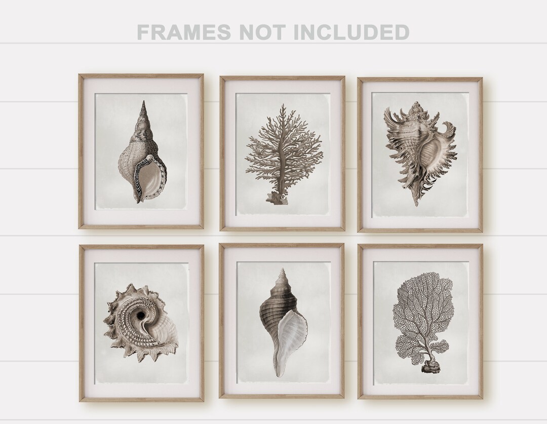Vintage Shell Prints: Sepia Coastal Art, Beach House Decor - Etsy