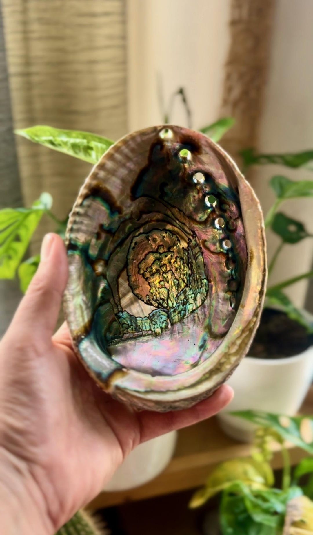 Large Rainbow Abalone Shell With Cobra Stand, Smudge Bowl, Abalone ...