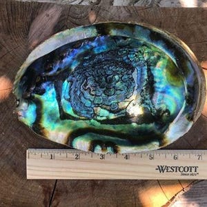 Large Rainbow Abalone Shell With Cobra Stand, Smudge Bowl, Abalone ...