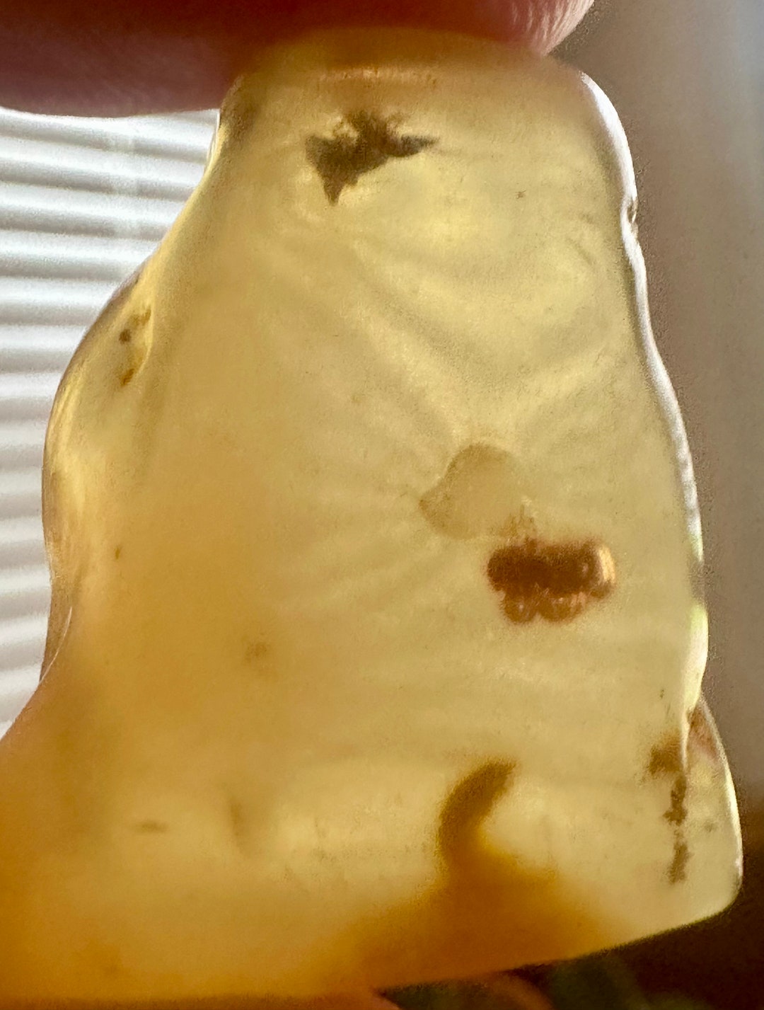 Copal Amber 7 Grams With Insect & Plant Inclusions Natural Fossil Resin ...