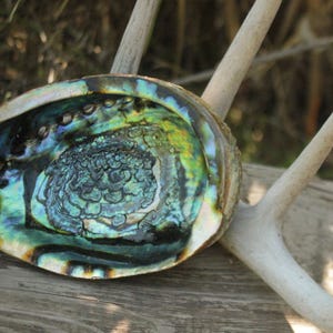 Large Rainbow Abalone Shell With Cobra Stand, Smudge Bowl, Abalone ...