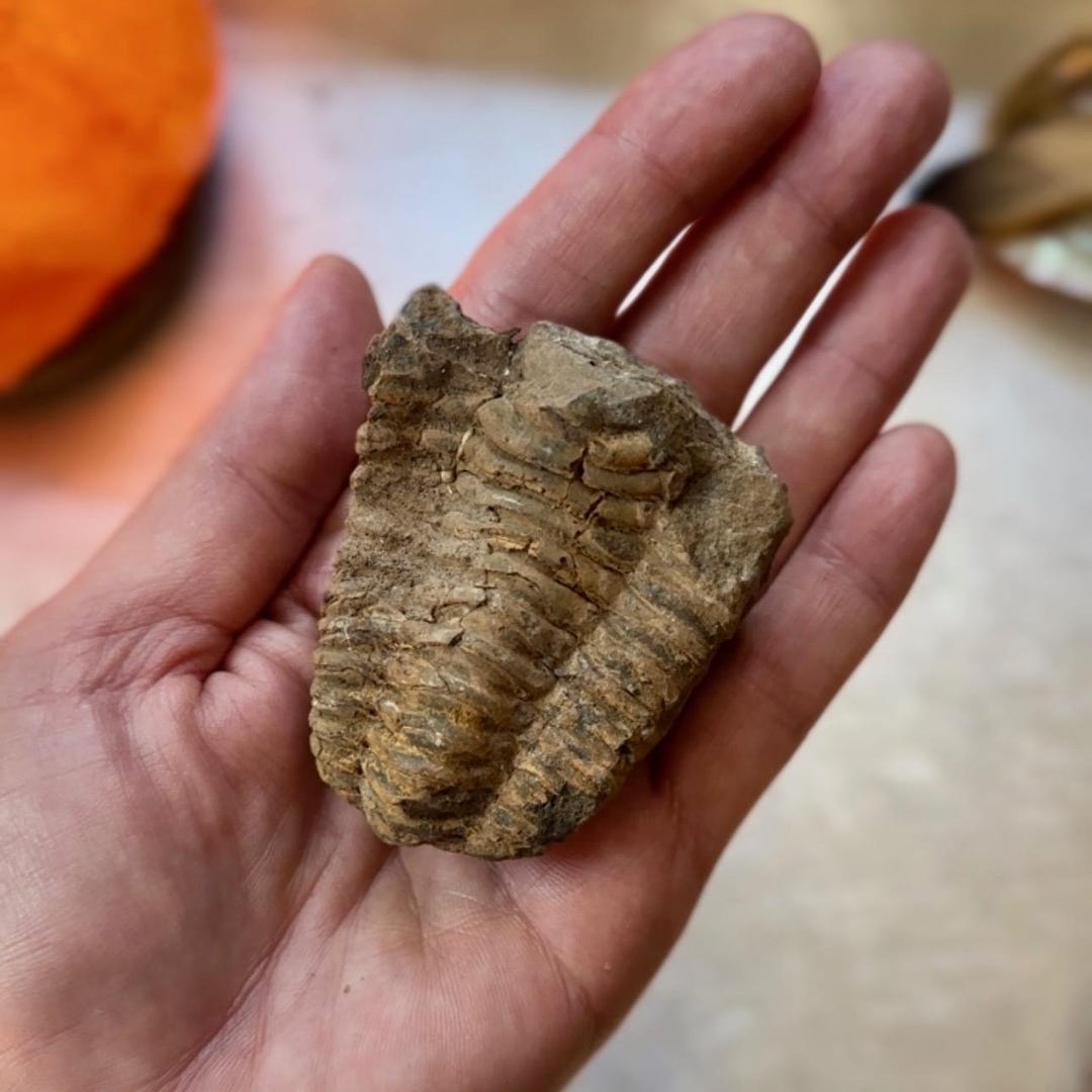 One Large Trilobite Fossil, One Cambrian Trilobite Specimen ...
