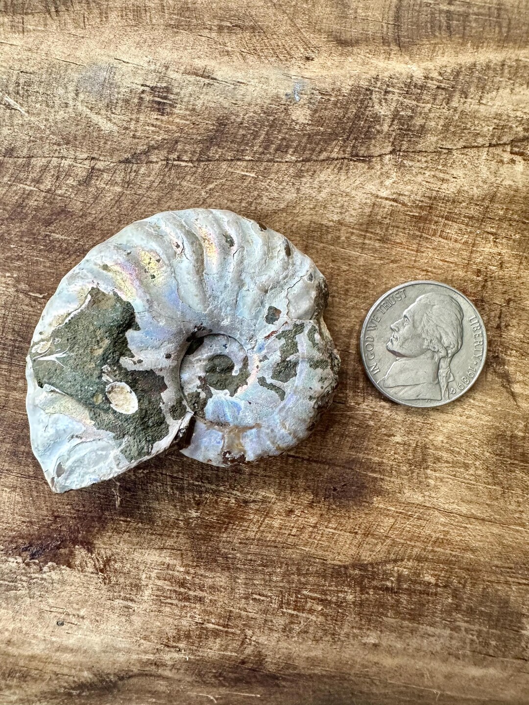 Iridescent Ammonite Fossil From Madagascar, Fibonacci Sequence, Exact ...