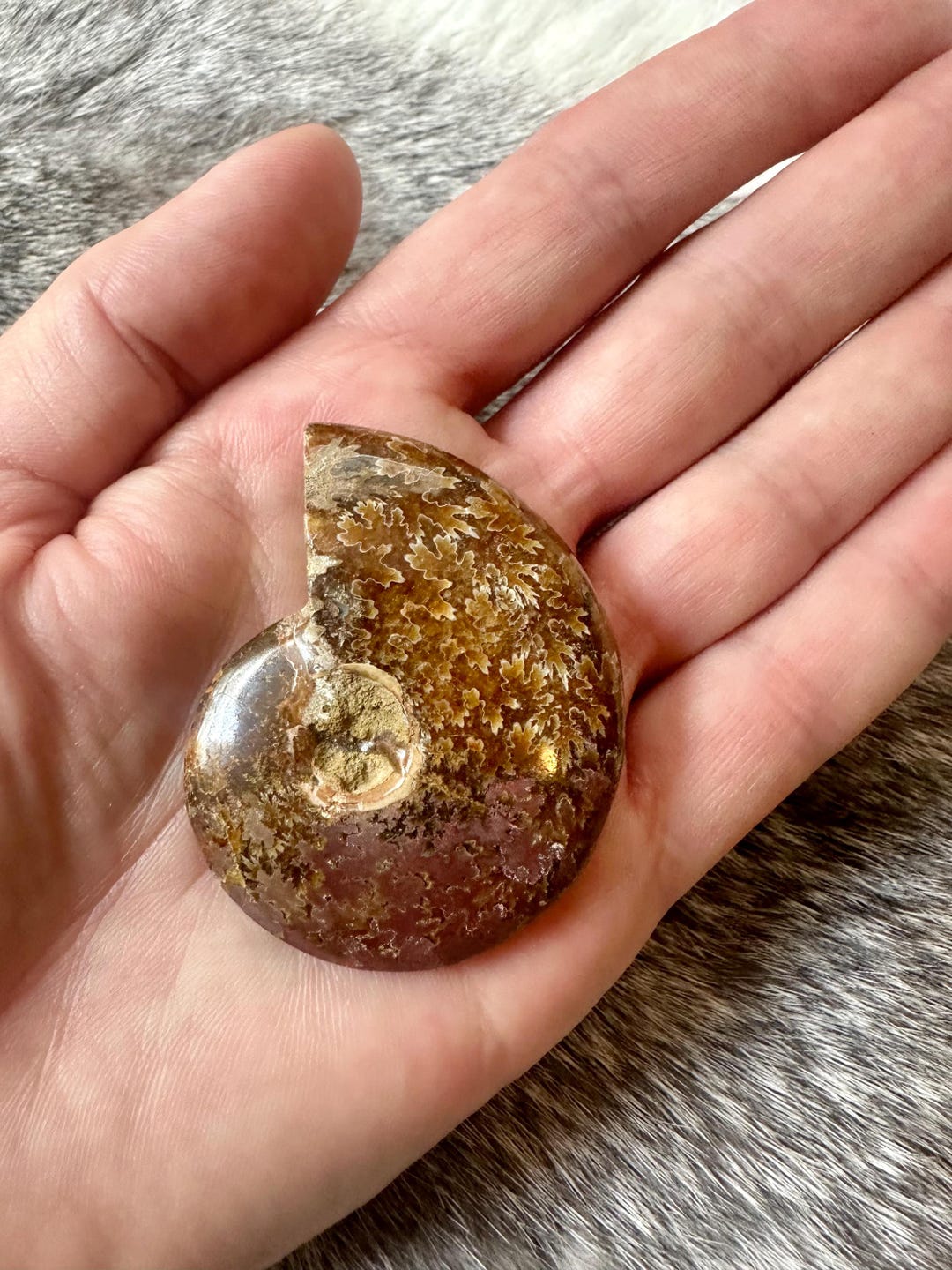 Whole Sutured Ammonite Fossil From Madagascar, Fibonacci Sequence ...