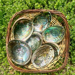 Large Rainbow Abalone Shell With Cobra Stand, Smudge Bowl, Abalone ...