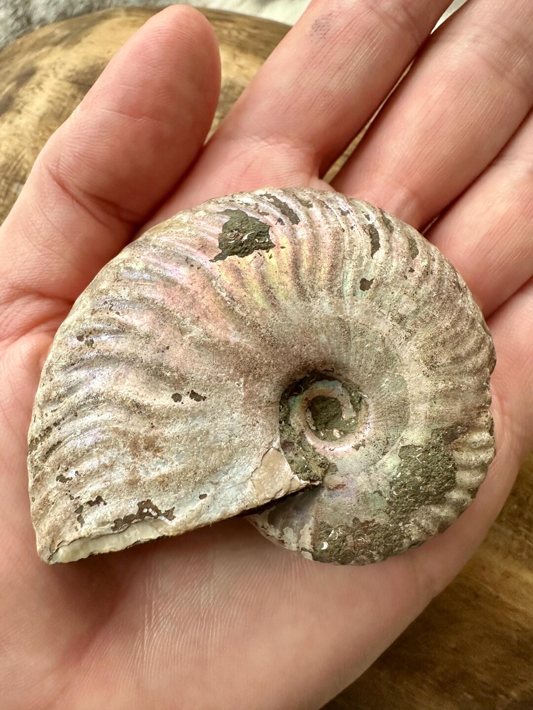 Iridescent Ammonite Fossil From Madagascar, Fibonacci Sequence, Exact ...