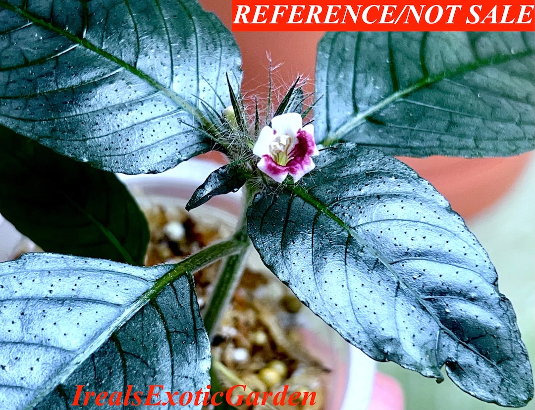 Gesneriad Sp. Silver, Terrarium Culture, SUPER RARE1 - Etsy