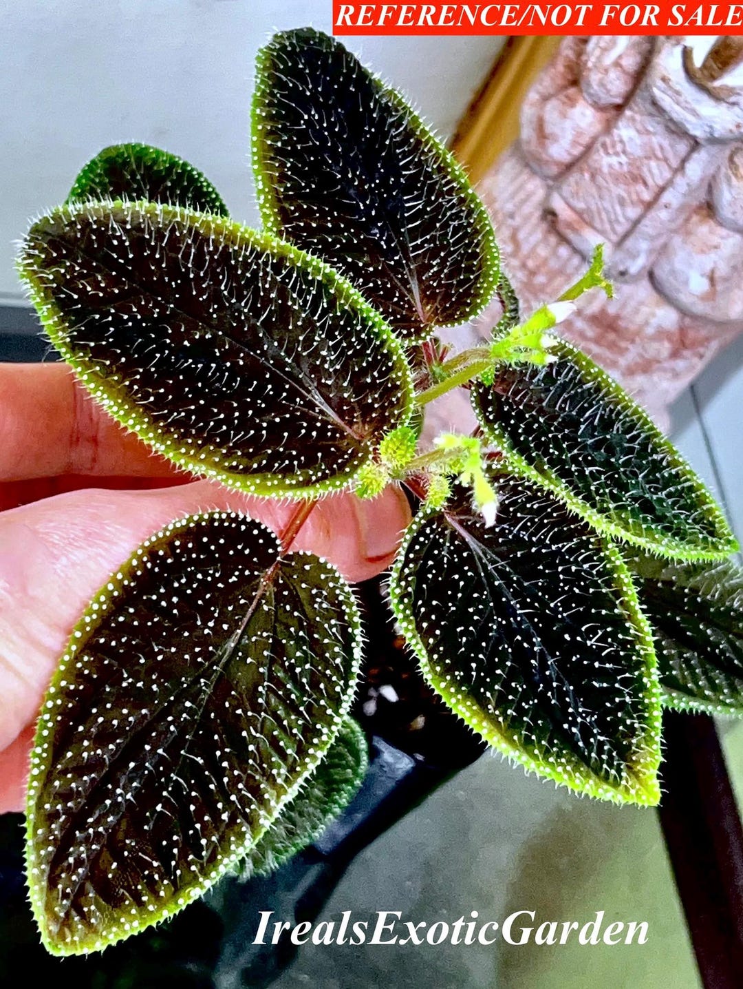 Sarcopyramis Sp. Borneo, Terrarium Culture, RARE#1/9 - Etsy