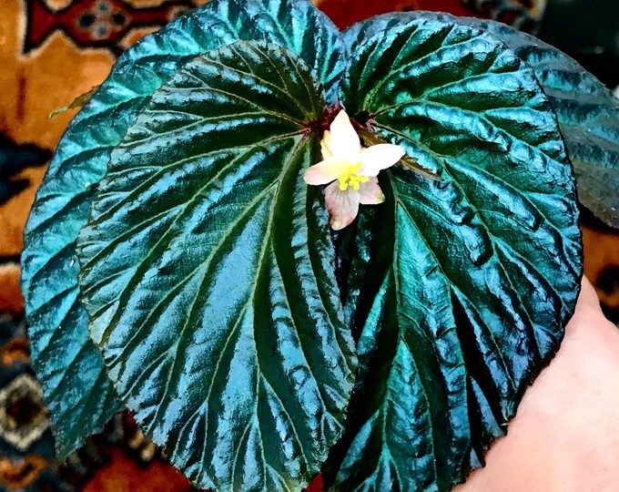 Begonia Metallicolor With New Growth, Terrarium Culture, RARE#1 - Etsy