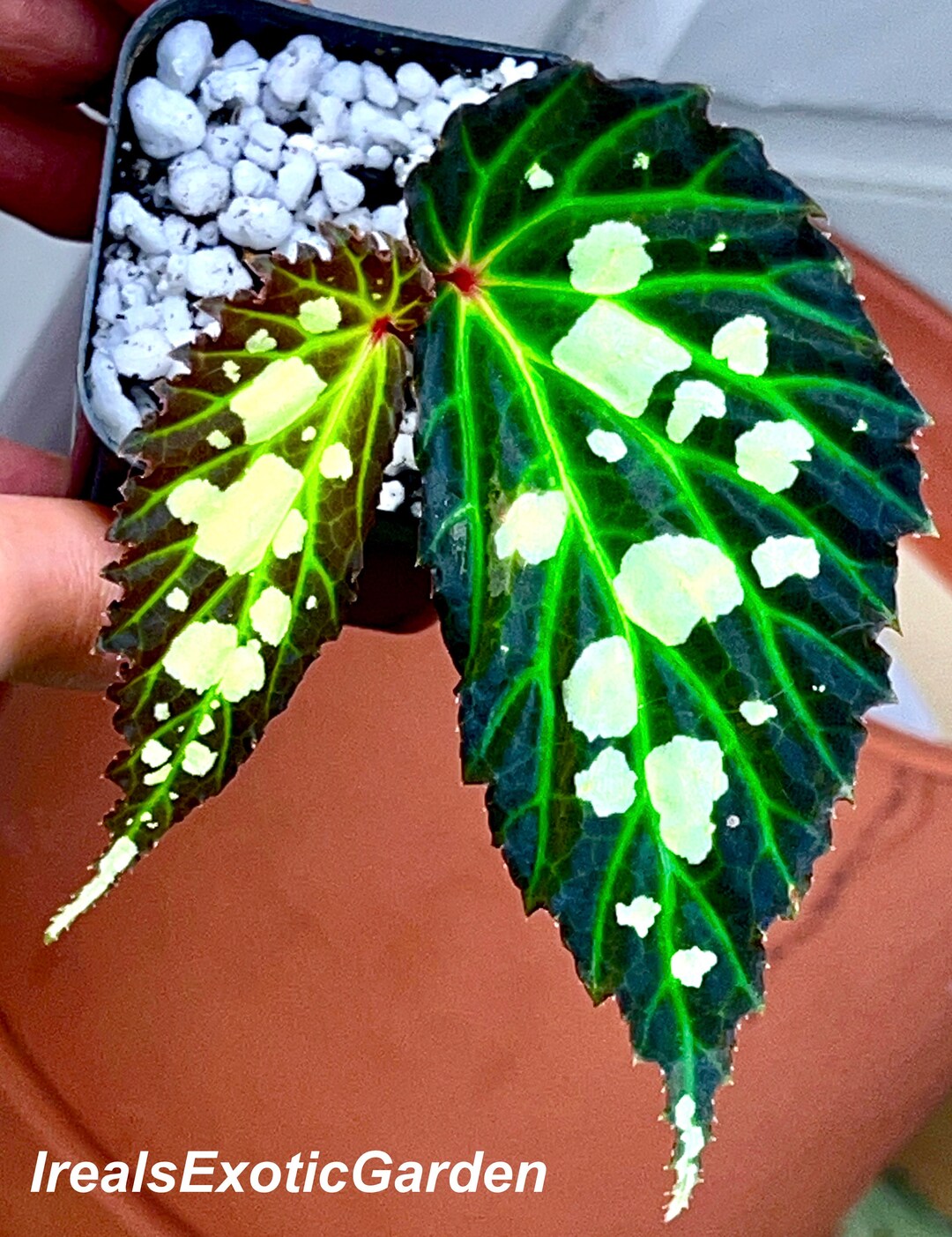Begonia Mantuk,iridescent Foliage, Terrarium Culture, RARE#1/58 - Etsy