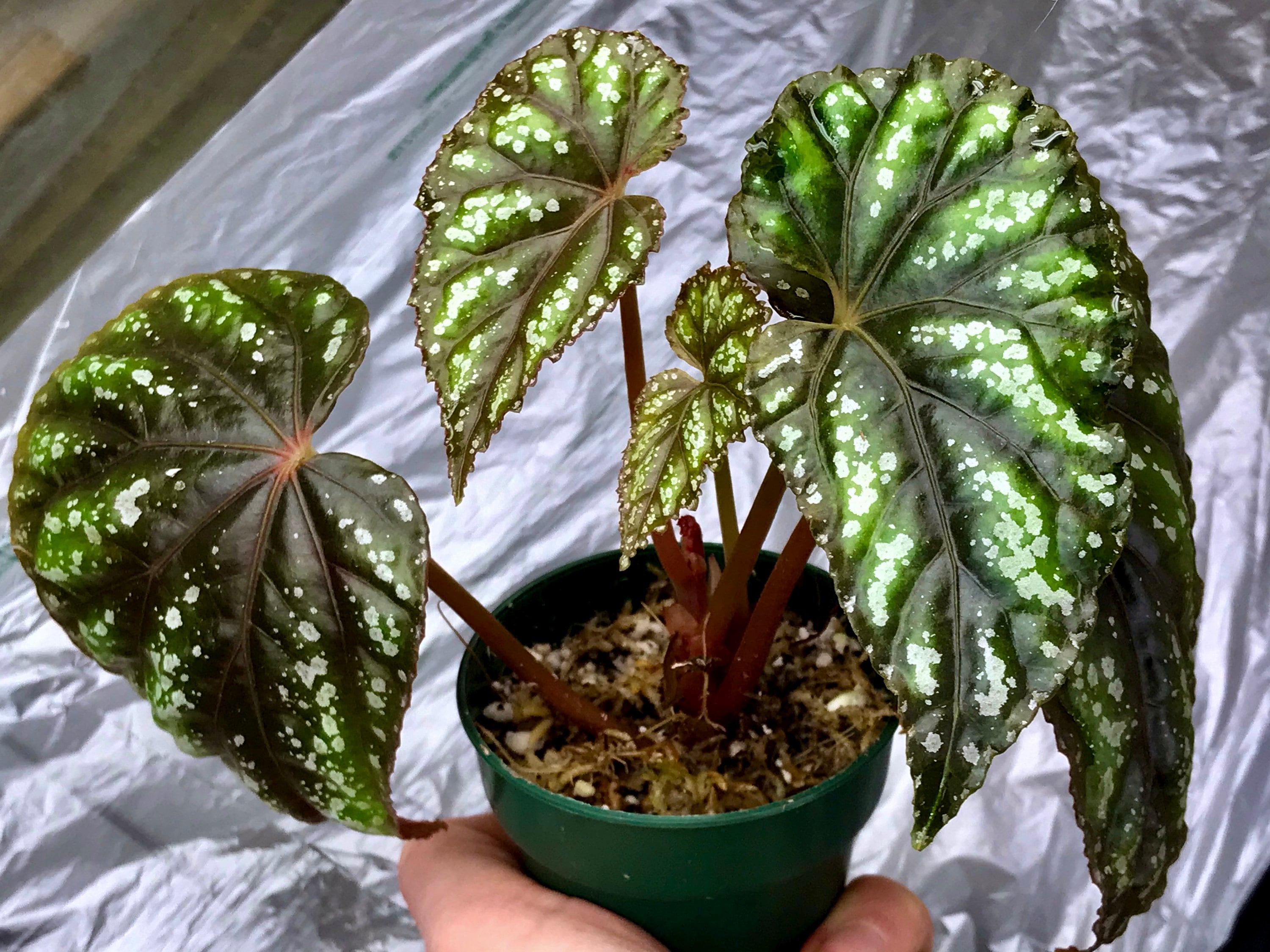 Rare Begonia Handelii var Prostrata Terrarium Plant Plants Ferns ...