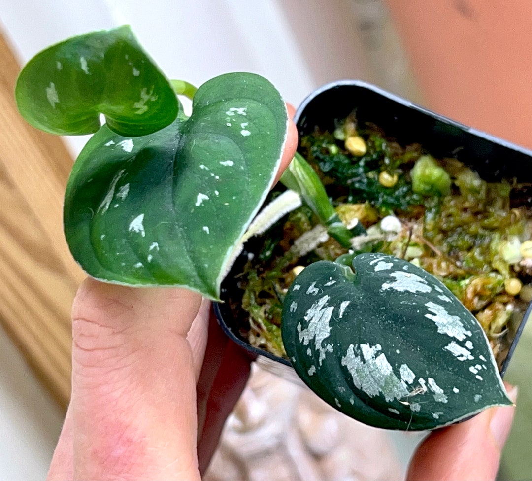 Scindapsus Sp. MINI2 - Etsy