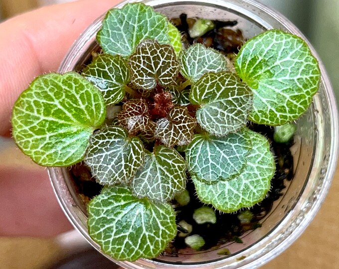 Begonia Micro Saxifraga Stolonifera (strawberry Begonia), Terrarium ...