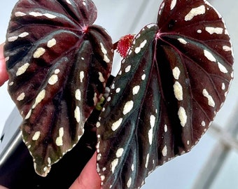 Begonia Sp.borneo, Terrarium Culture, ULTRA RARE 3B - Etsy