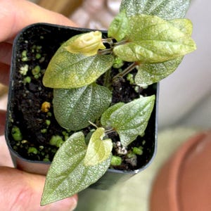 Piper Sp. Silver Flecks,terrarium Culture, RARE 1a/1 - Etsy