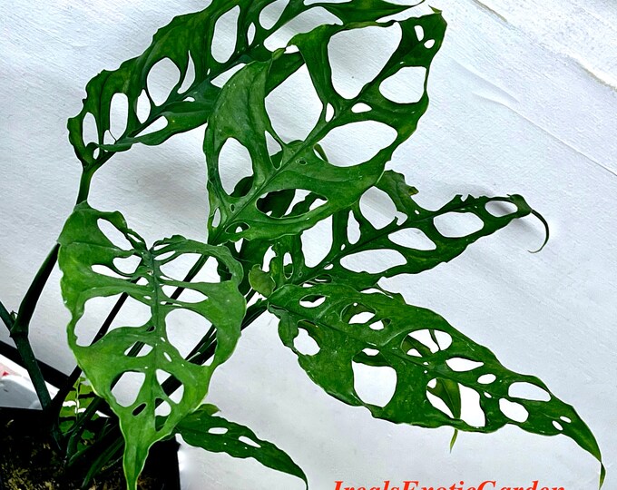 Aroid Monstera Obliqua Peru, Rooted, VERY Rare#1a - Etsy