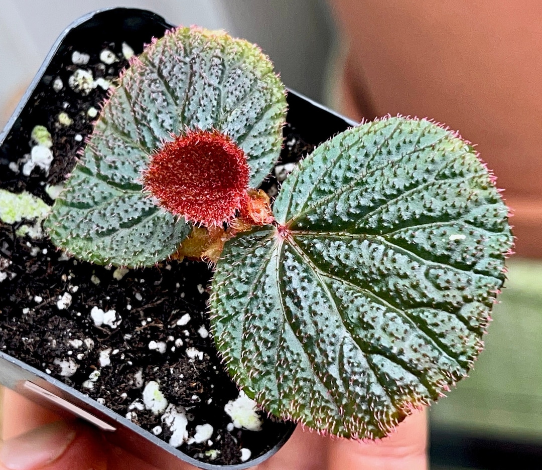 Begonia Green Baik sarawak Terrarium Culture SUPER RARE1 - Etsy