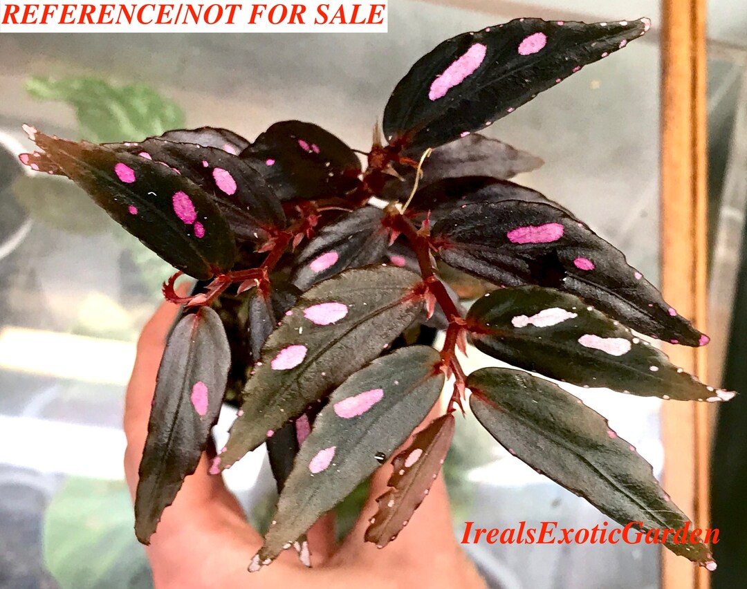 Begonia Julau Type 2, Terrarium Culture 1a - Etsy