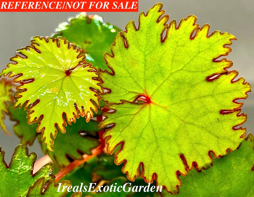 Begonia Lyallii, Terrarium Culture, RARE 3 - Etsy