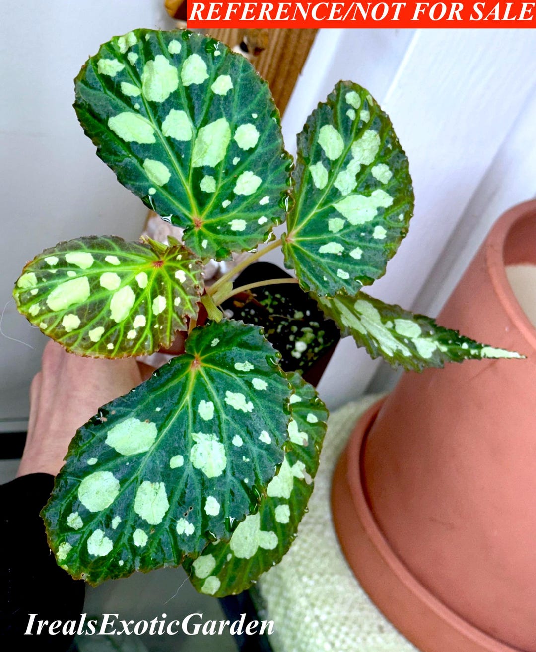 Begonia Mantuk,iridescent Foliage, Terrarium Culture, RARE1/24 - Etsy