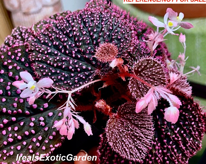 Begonia Ocellata X Begonia Baik With Multiply Growth, Terrarium Culture ...