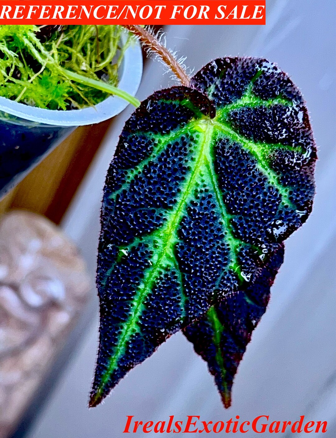 Begonia Decora, Terrarium Culture#1/16 - Etsy