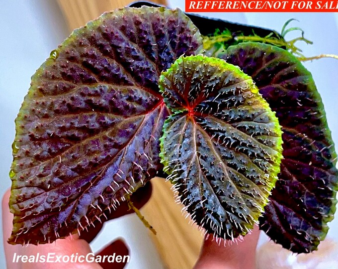 Begonia Sp.ruthiae, Terrarium Culture, RARE#2 - Etsy