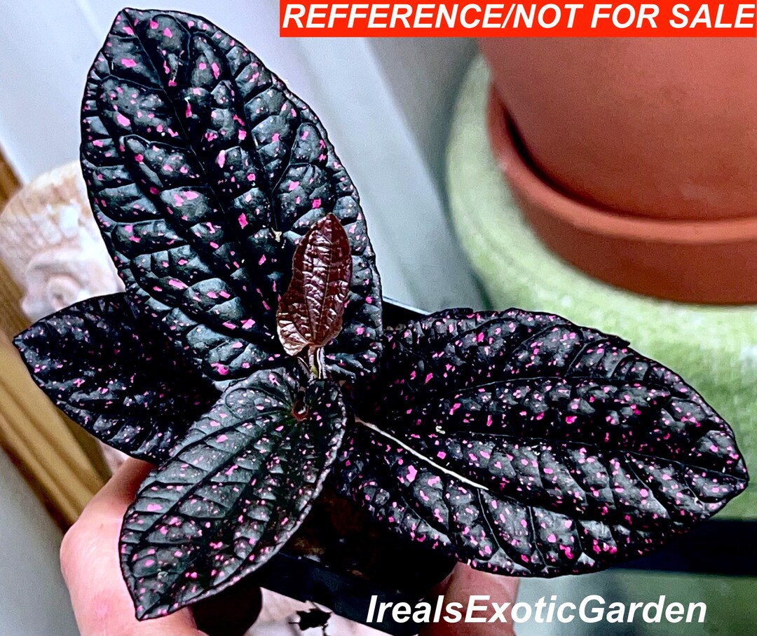 Piper Sp. Black W/red Dots,borneo, Terrarium Culture, VERY RARE #1/33 ...