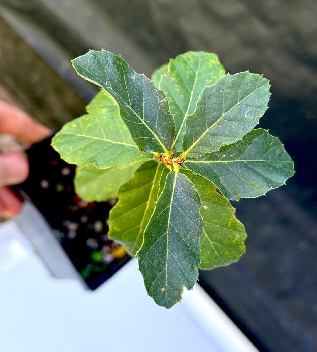 Cork Oak (quercus Suber), Seed Grown Starter Plant, for Bonsai, Garden ...