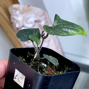 Piper Sp. Silver Flecks,terrarium Culture, RARE 1C - Etsy