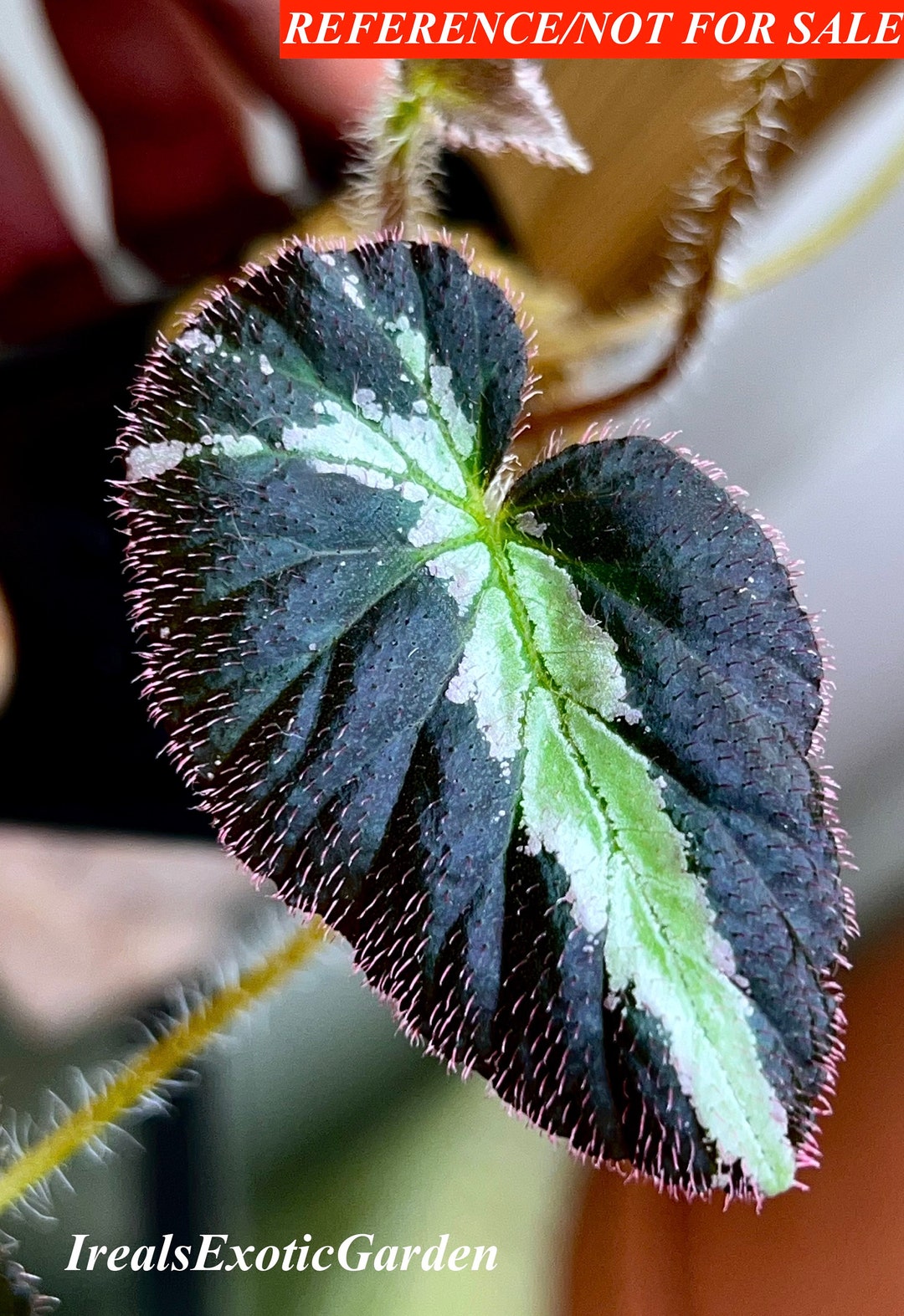 Begonia New Sp.from Vietnam, Terrarium Culture, Rare#1/8 - Etsy