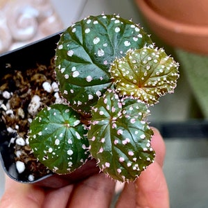 Begonia Ocellata, Terrarium Culture, VERY RARE 1 - Etsy