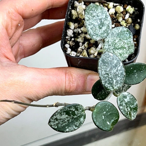 Hoya Mathilde - Etsy