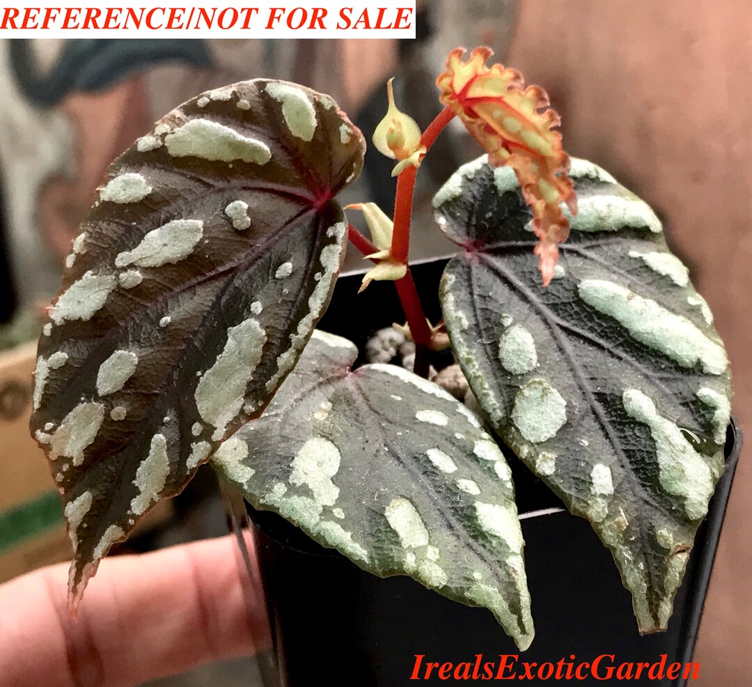 Begonia Penrissenensis, Terrarium Culture, SUPER RAREL1 - Etsy