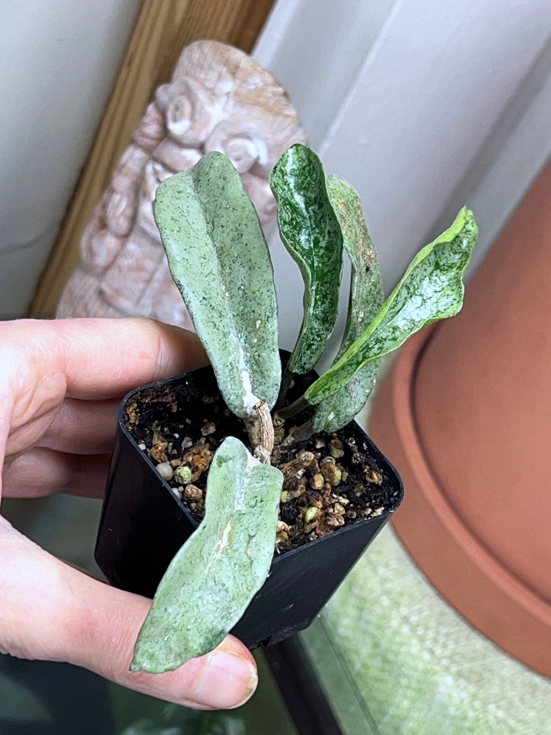 Hoya Carnosa 'GREY GHOST' 1G - Etsy