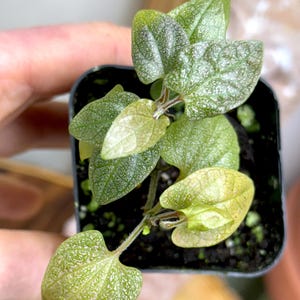 Piper Sp. Silver Flecks,for Terrarium Only!, RARE #1a/1 - Etsy