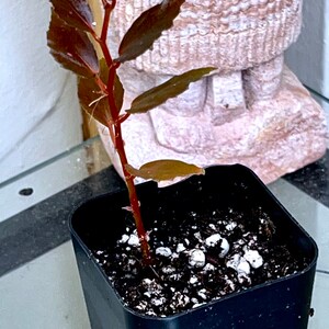 Begonia Julau Type 2, Terrarium Culture 1 - Etsy