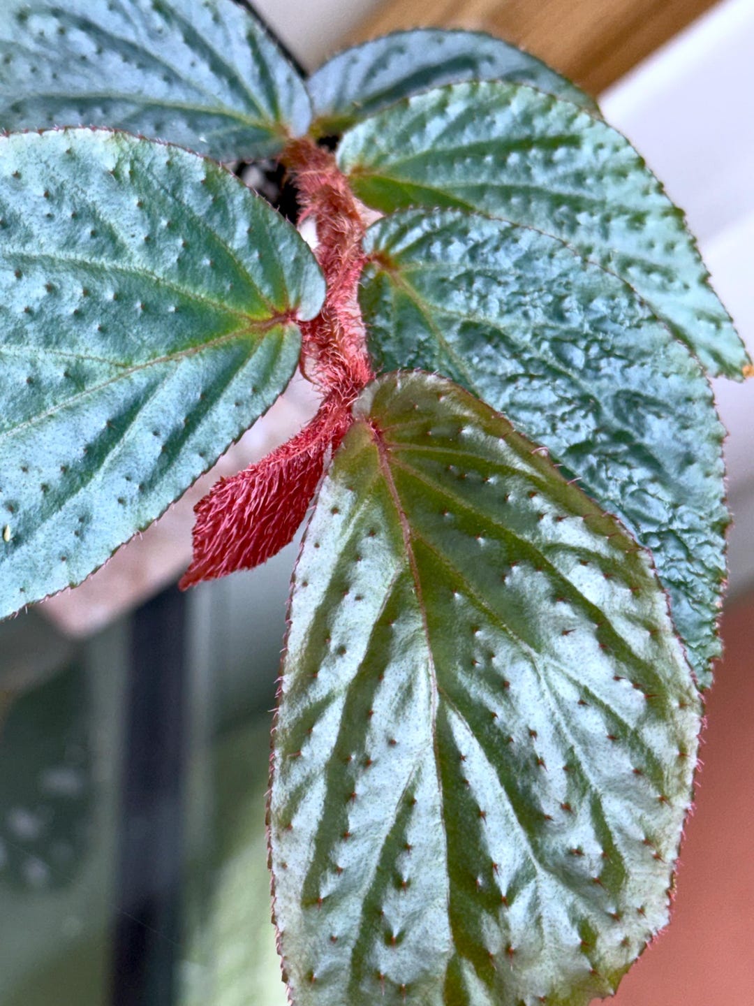 Begonia Sp.borneo, Terrarium Culture, RARE #1B/9 - Etsy
