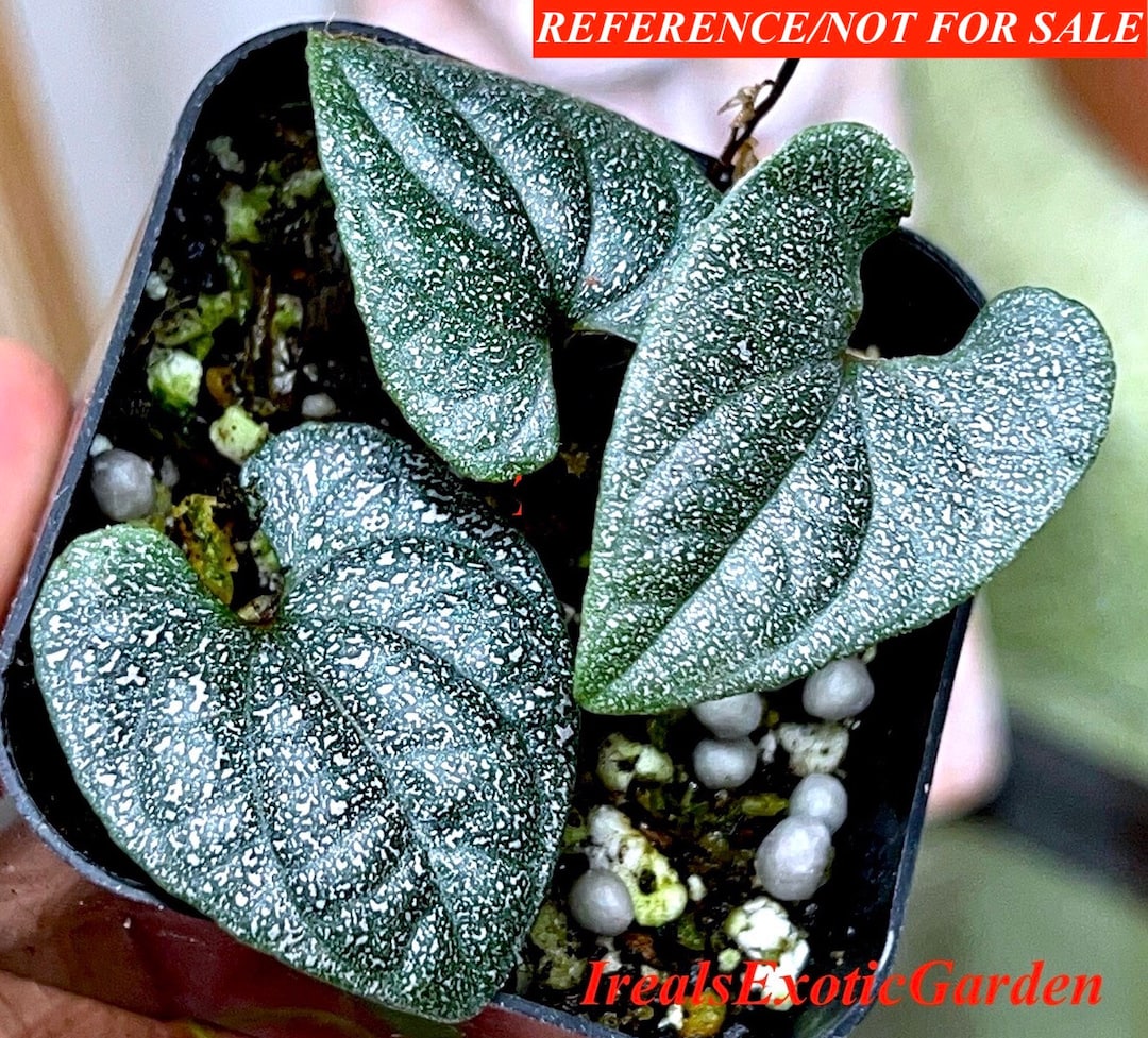 Piper Sp. Silver Flecks,terrarium Culture, RARE 1a/1 - Etsy